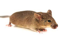 Webinar Registration: Applications of Transgenic HLA Mice, From ...